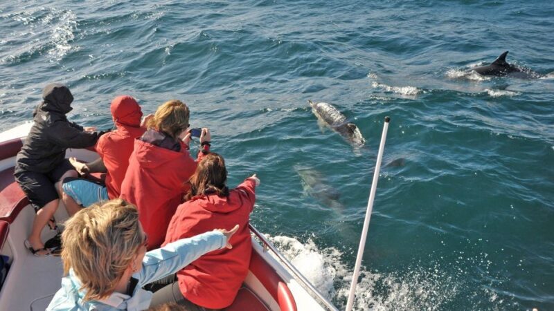 From Albufeira: Dolphins and Caves 2.5-Hour Boat Trip - A Closer Look at the 2.5-Hour Albufeira Dolphin and Caves Trip