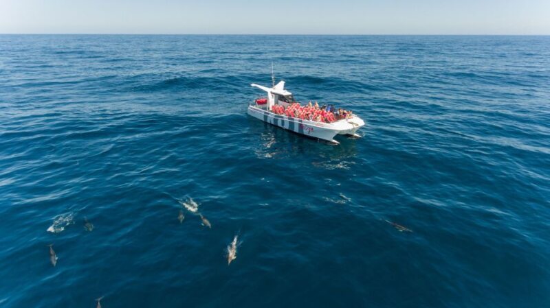 From Albufeira: Dolphins and Caves 2.5-Hour Boat Trip - Final Thoughts: Who Is This Tour Best For?