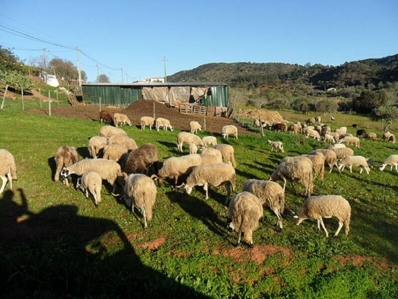 From Albufeira: Half-Day Algarve Jeep Safari - Analyzing the Value and Practicalities