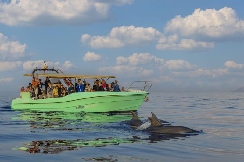 From Alcudia: Sunrise Dolphin Watching Boat Tour - The Experience in Detail