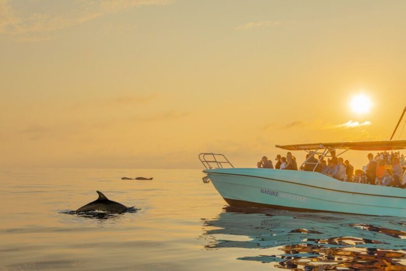 From Alcudia: Sunrise Dolphin Watching Boat Tour - The Sum Up