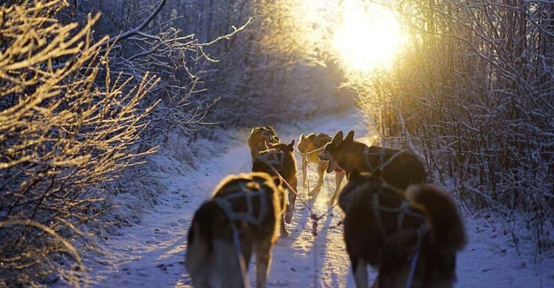 From Alta: Huskey Dog Sledding Tour - An In-Depth Look at the Husky Dog Sledding Tour