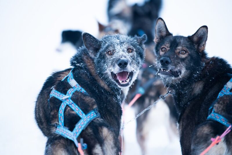 From Alta: Huskey Dog Sledding Tour - Final Thoughts: Why Choose This Tour?