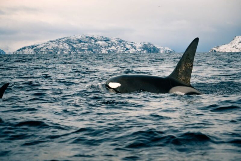 From Alta: Small Group Whale Watching by RIB - The Details of the Whale Watching Experience