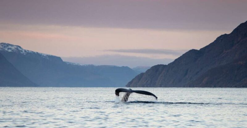 From Alta: Small Group Whale Watching by RIB - The Value of This Adventure