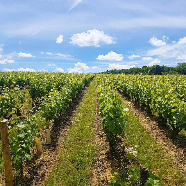 From Amboise: Villandry, Azay-le-Rideau & Local Wineries - The Experience of the Guides and Group Size