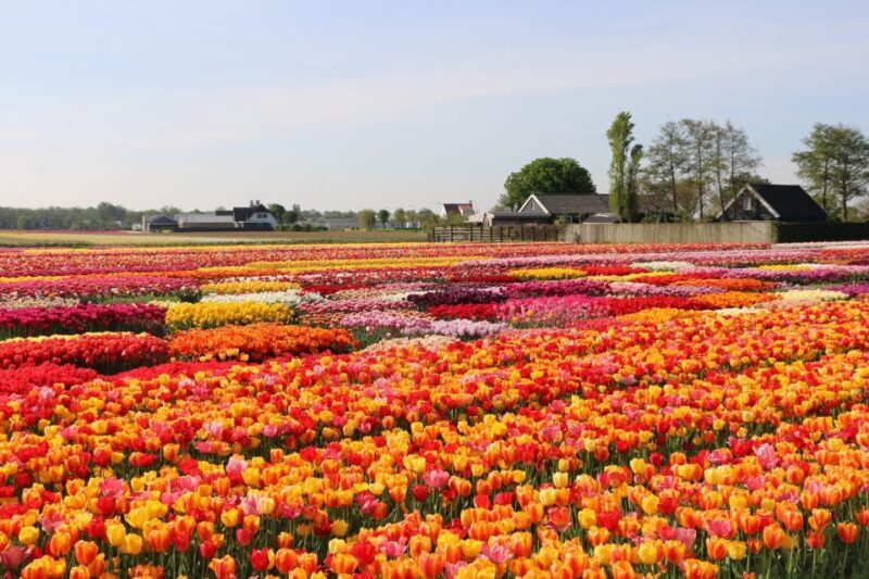From Amsterdam: Keukenhof Gardens & Tulip Experience Tour - FAQ
