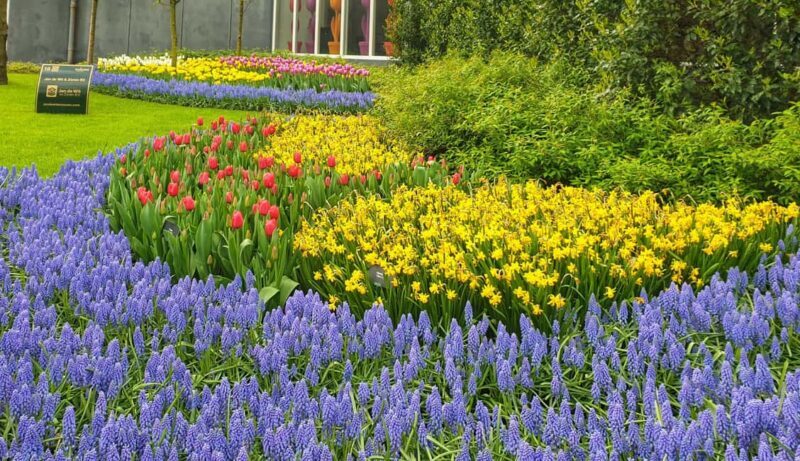 From Amsterdam: Small Group Keukenhof & City Tour Delft - Key Points