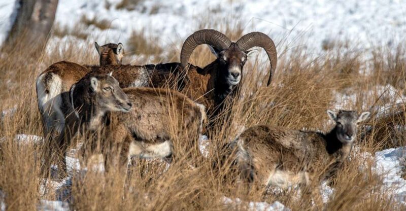 From Amsterdam: Small Group Tour NP Hoge Veluwe (Van Gogh) - Pricing and Value