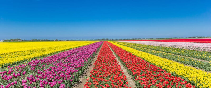 From Amsterdam: take the famous Tulip route tour - A Colorful Journey Through the Dutch Tulip Fields