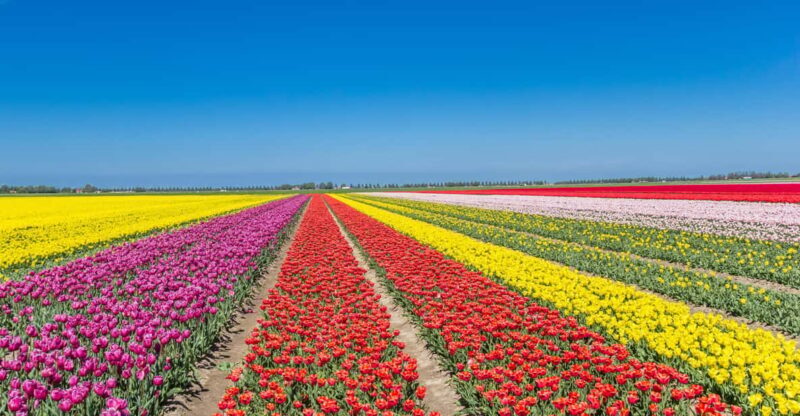 From Amsterdam: take the famous Tulip route tour - Key Points
