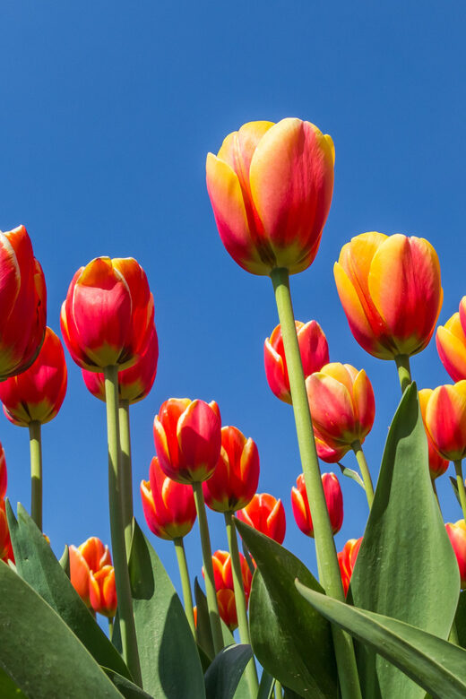 From Amsterdam: take the famous Tulip route tour - Authentic Experiences and Practical Tips