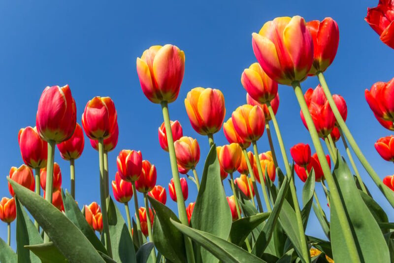 From Amsterdam: take the famous Tulip route tour - Why This Tour Is Worth It