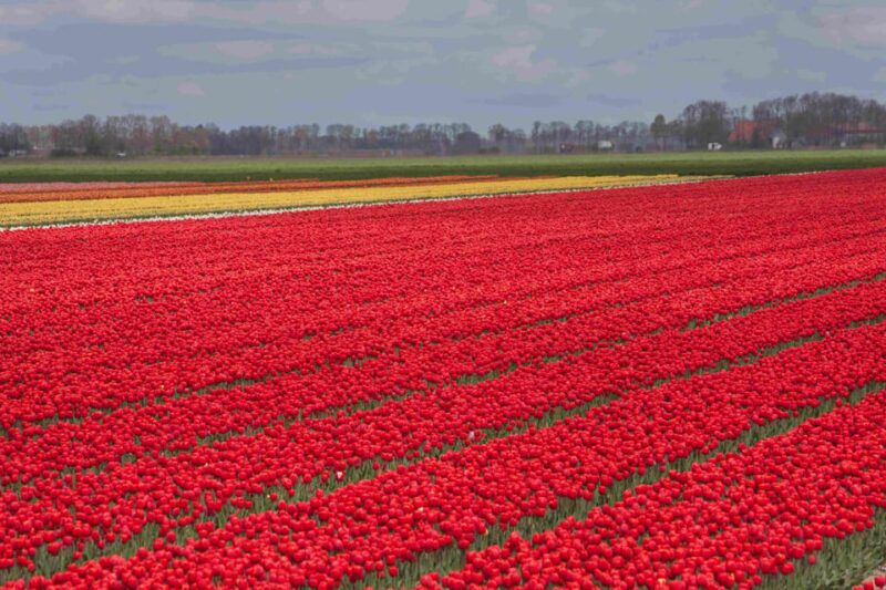 From Amsterdam: take the famous Tulip route tour - FAQs