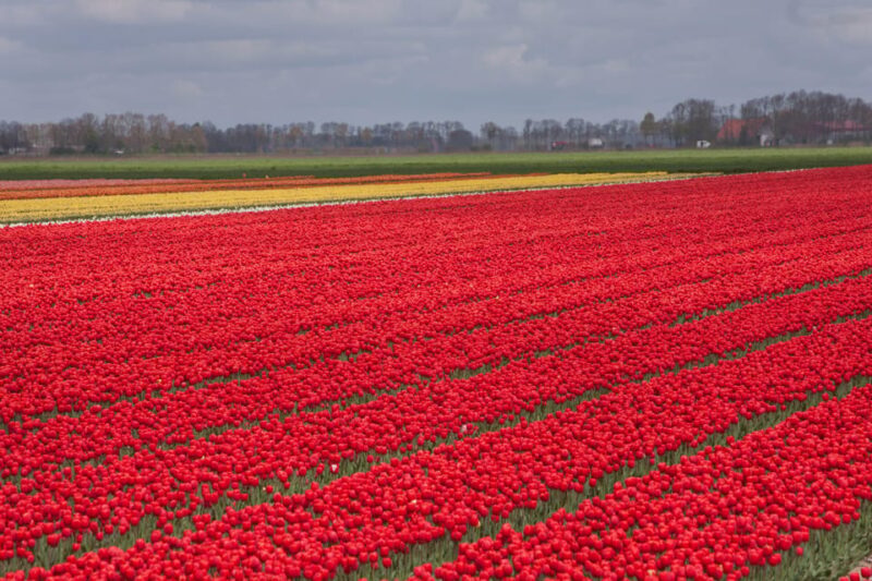 From Amsterdam: take the famous Tulip route tour - Final Thoughts