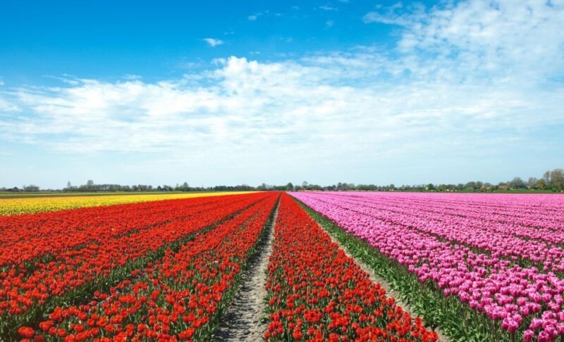 From Amsterdam: Tulip Fields of Holland Tour - Key Points