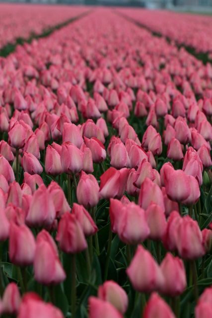 From Amsterdam: Tulip Fields of Holland Tour - The Sum Up