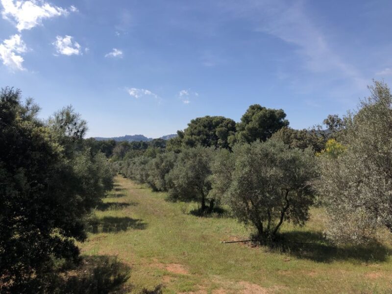 From Arles: Alpilles Regional Park Provence 4x4 Safari - Who Would Love This Tour?