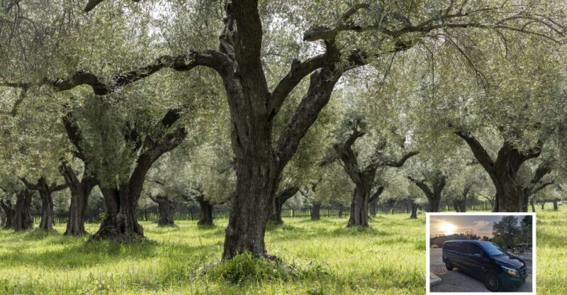 From Athens: Wine, Oil, & Cheese Tasting in Nemea & Argolis - Key Points