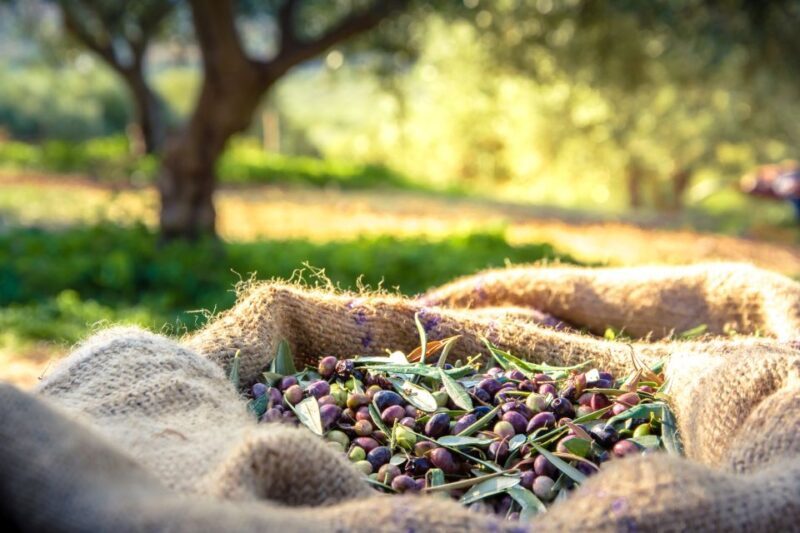 From Athens: Wine, Oil, & Cheese Tasting in Nemea & Argolis - The Value of the Tour