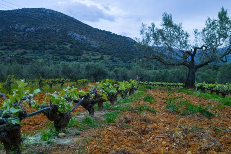 From Athens: Wine, Oil, & Cheese Tasting in Nemea & Argolis - Who Will Love This Tour?