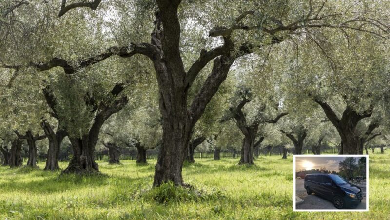 From Athens: Wine, Oil, & Cheese Tasting in Nemea & Argolis - Final Thoughts