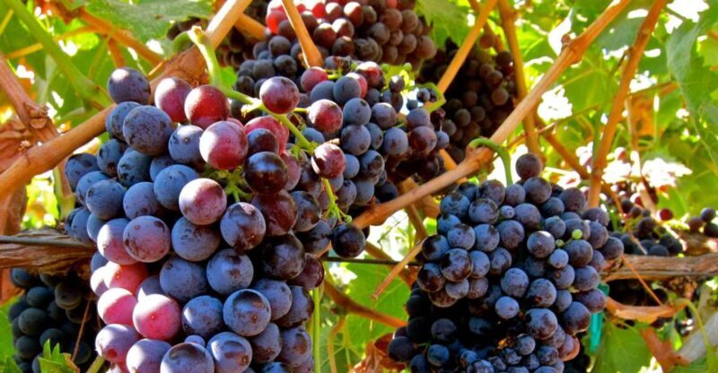 From Atlanta: Half-Day Wine Country Tour - Key Points  