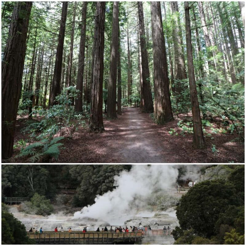 From Auckland: Day Trip to Rotorua with Optional extras - Comfort and Group Size