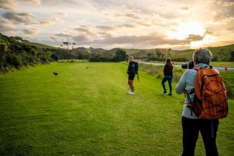 From Auckland: Kiwi Bird Encounter & 3-Course Dinner Tour - An Honest Breakdown of the Tour