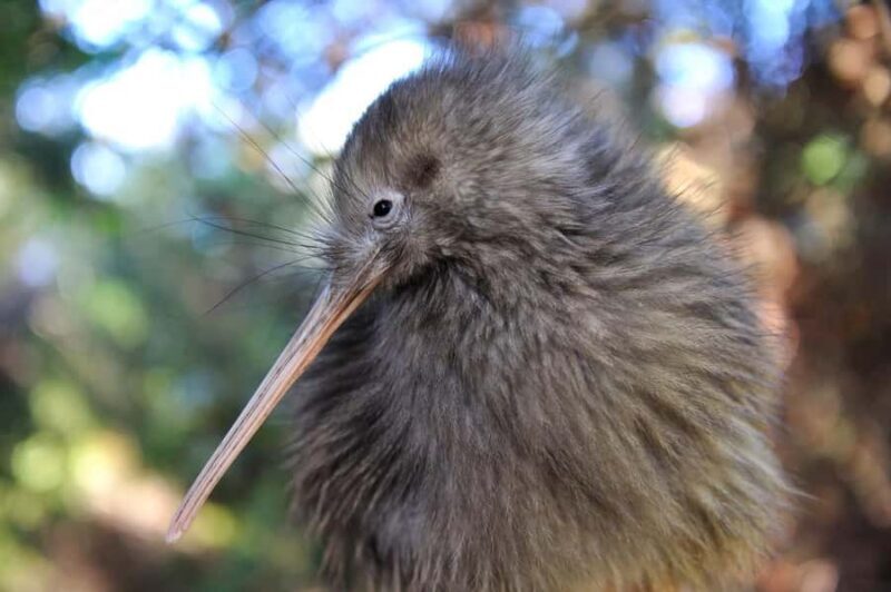 From Auckland: Kiwi Bird Encounter & 3-Course Dinner Tour - Practical Details & Value Analysis