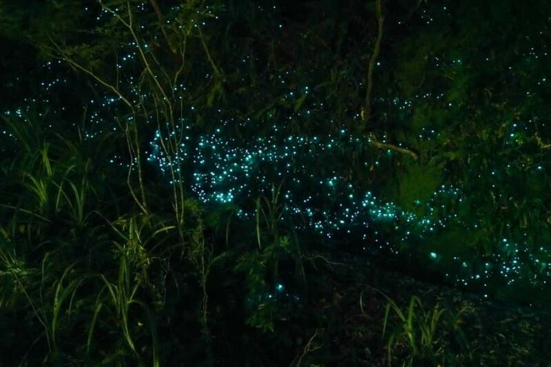 From Auckland or Rotorua: Hobbiton & Waitomo Tour with Lunch - Key Points