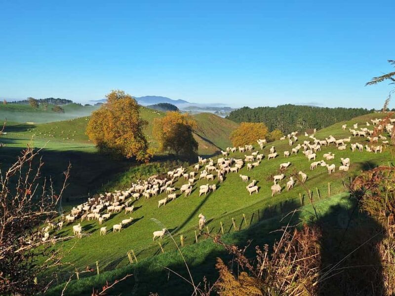 From: Auckland: Rotorua via Hobbiton Tour One Way Tour - Final Thoughts