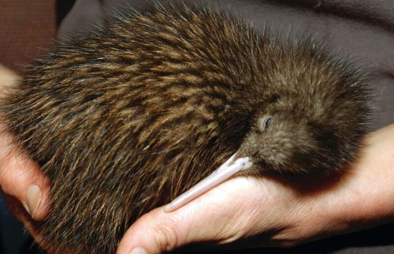 From Auckland: Rotorua's Geothermal Experience Private Tour - Exploring the Rotorua Geothermal Wonders