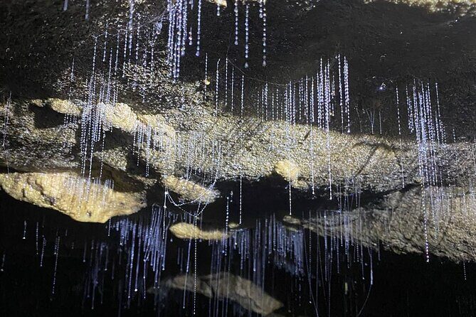From Auckland: Spellbound, Waitomo Glowworm Cave Small Group Tour - A Full Breakdown of the Experience