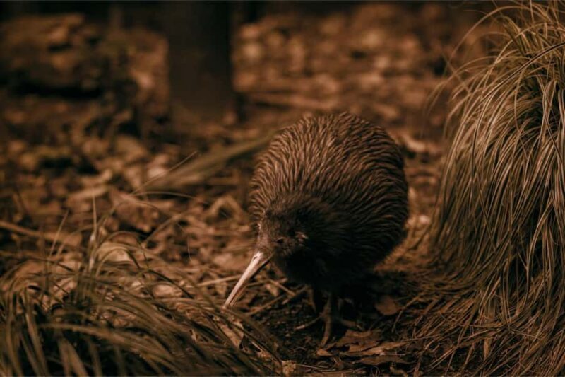 From Auckland: Waitomo Caves and Kiwi House Group Tour - Lunch Break and Scenic Drive