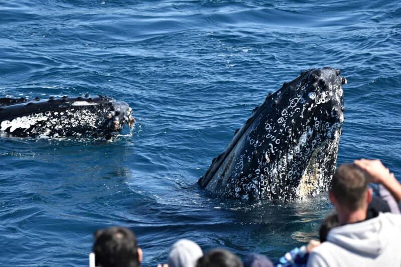 From Augusta: Whale Watching Award Winning Tour - Detailed Breakdown of the Experience