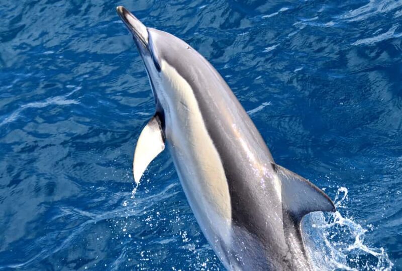 From Augusta: Whale Watching Award Winning Tour - What the Reviews Say