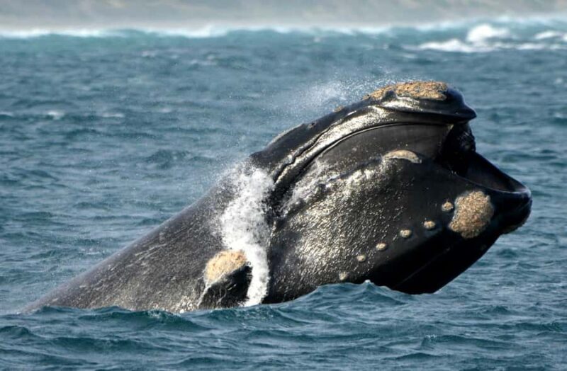 From Augusta: Whale Watching Award Winning Tour - Practical Details
