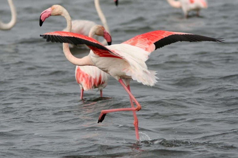 From Avignon: Camargue Tour with Bird Park Entry - What’s Included and What’s Not