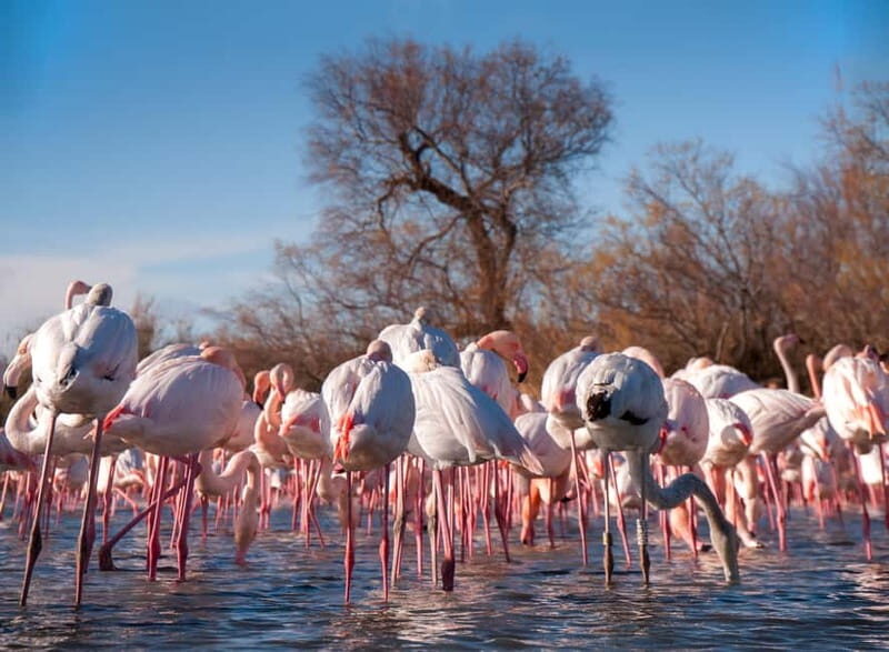 From Avignon: Camargue Tour with Bird Park Entry - Practical Tips for the Day