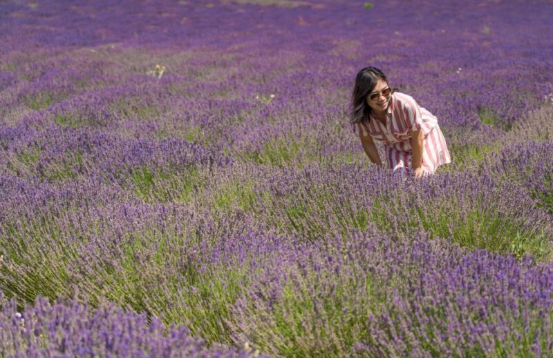 From Avignon: Lavender Villages Full-Day Tour - The Sum Up: Who Should Book This Tour?