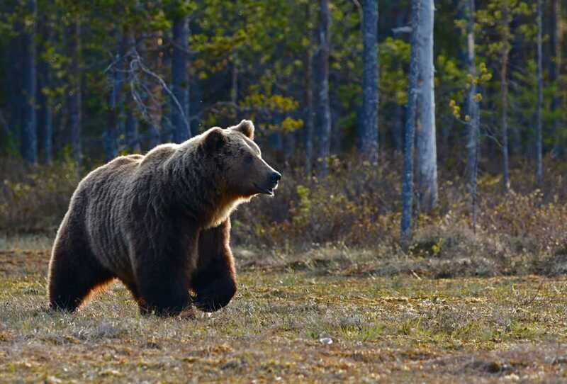 From Banff: Banff Wildlife & Scenic Highlights Premium Tour - FAQ