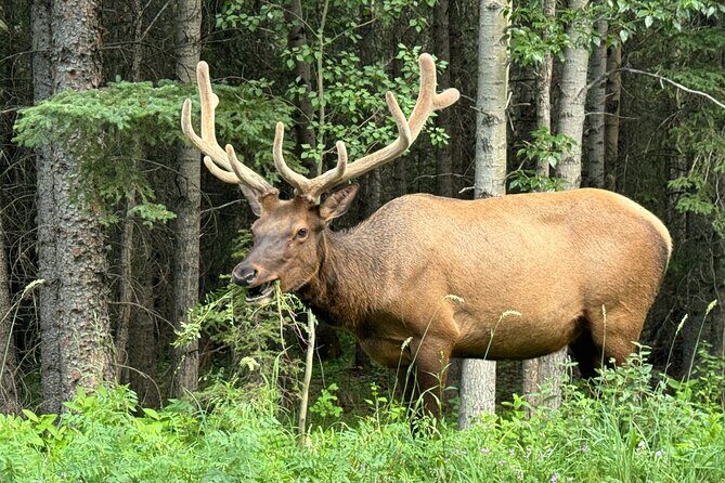From Banff: Shuttle Service to Moraine Lake & Lake Louise - A Deep Dive into the Experience