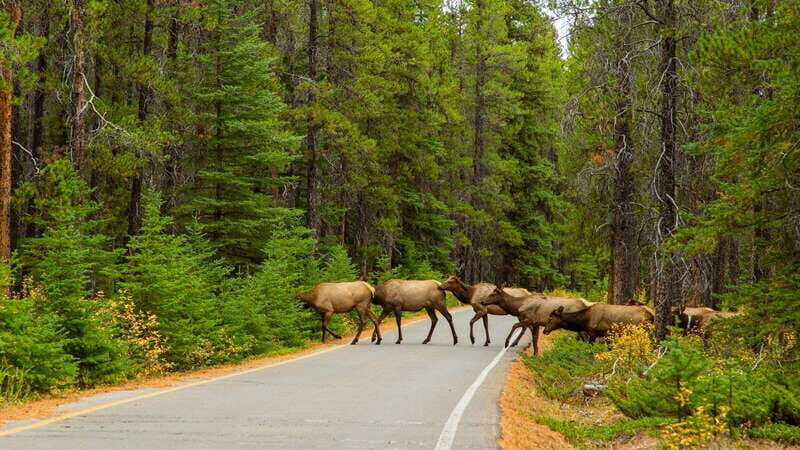 From Banff: Sunset Lake Louise, Moraine Lake & Wildlife Tour - FAQ