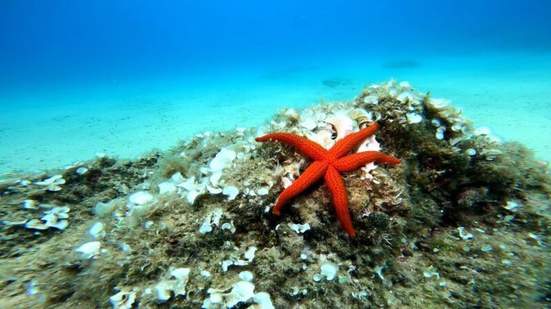 From Barcelona: Tossa de Mar Scuba Diving and 3-Course Meal - Practical Tips for Participants