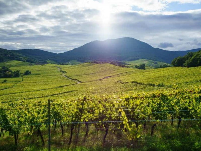 From Basel: day trip to Colmar, Hohkönigsburg, Ribeauvillé - Key Points