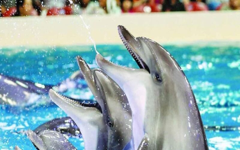 From Belek: Dolphin Show with Transfers - Introduction