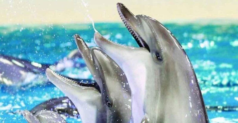 From Belek: Dolphin Show with Transfers - Who Will Enjoy This Experience?