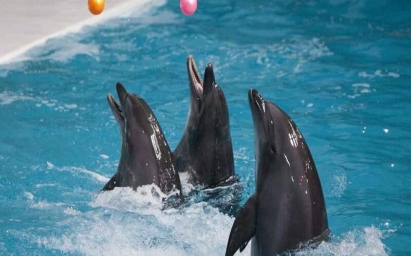From Belek: Dolphin Show with Transfers - The Sum Up