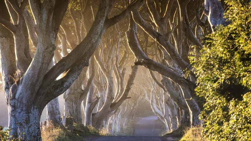 From Belfast: Giant's Causeway and Titanic Belfast Tour - The Giant’s Causeway: Nature’s Masterpiece